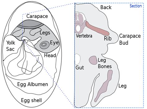 Turtle Shell Wikipedia
