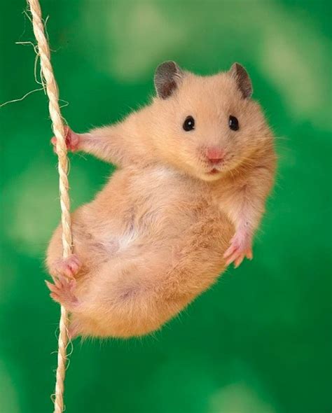 14 Pet Hamster Care Tips For Beginners Petpress