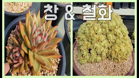 4k 겨울에 물 주는 방법 창 And철화 Youtube