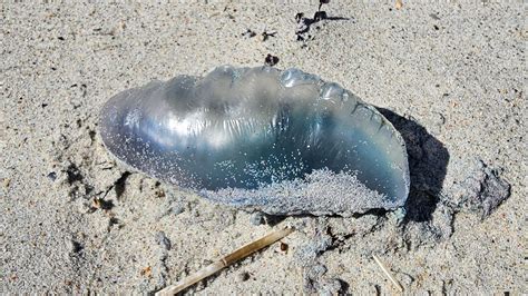 Portuguese Man O War Jellyfish
