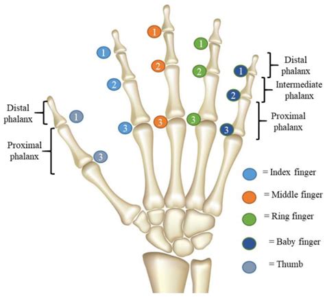 Distal Interphalangeal Joint