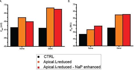 Somatic And Dendritic Resting Membrane Potential And Input Resistance