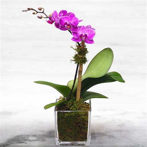 Phalaenopsis Mini Orchids By Flowers By Valli And Events