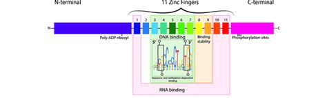 domain organization of the ctcf protein the linear organization of the