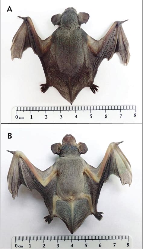 Silver Haired Bat Flying Silver Haired Bat Flying