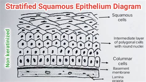 Stratified Squamous Epithelium Skin
