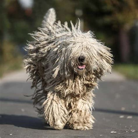 Meet The Komondor Fun Facts About Your Unique And Faithful Guardian