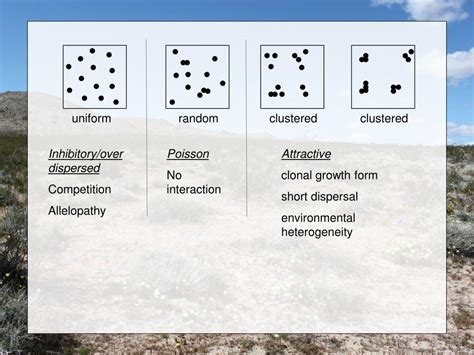 Ppt Spatial Distribution And Growth Patterns Of Creosote Bush Larrea Tridentata Powerpoint