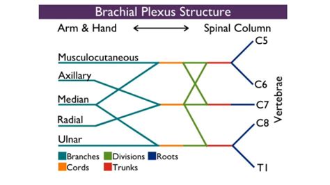 Brachial Plexus Anatomy Brachial Plexus Easiest Way To Remember Part 3