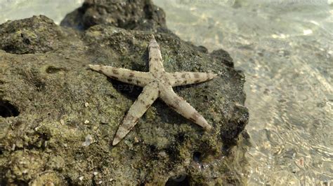 Starfish Marine Animals Invertebrates Asteroidea Phylum Echinoderms