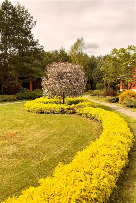 Живая изгородь из спиреи в 2023 г Идеи озеленения Живая изгородь Дизайн сада