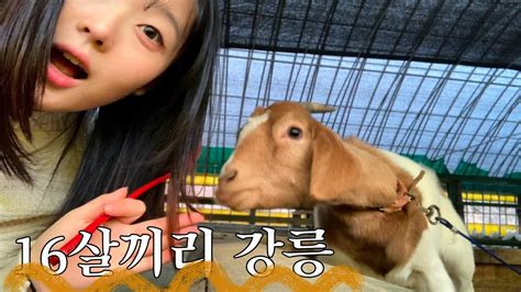 학교 째고 16살끼리 간 강릉여행 브이로그 Youtube