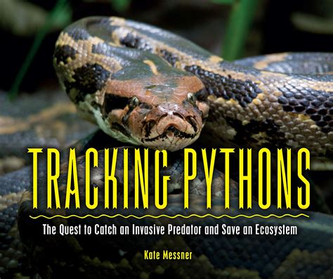 Tracking Pythons Orange Marmalade