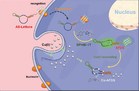 Engineering Of An Aptamer Functionalized Fluorescent Dna Sensor For Cu