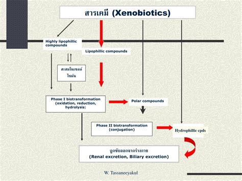 Ppt Metabolism Biotransformation Of Toxicants Powerpoint