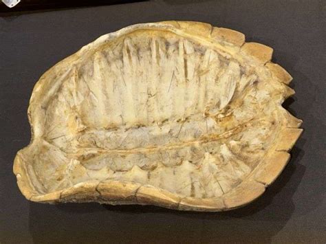 large snapping turtle shell mclaughlin auctioneers llc mc