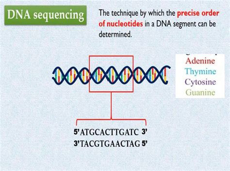SOLUTION Dna Sequence Method Studypool