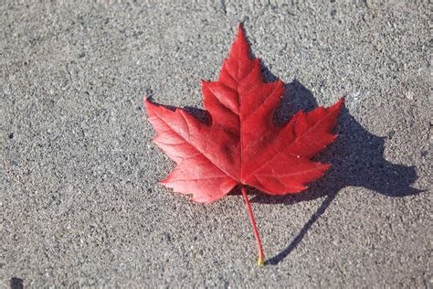 Canada Express Entry Immigration Guide - CIP Canada