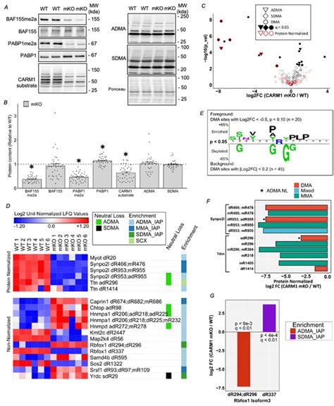 Quantitative And Integrated Analysis Of Carm1 Mediated Protein Arginine Download Scientific