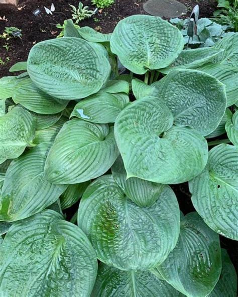 Giant Hostas 17 Varieties And More Topic Information World Of Garden Plants