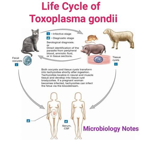 Life Cycle Of Toxoplasma Gondii Toxoplasma Gondii Is A Protozoan Parasite Of Numerous Mammals