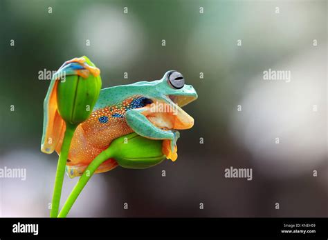 Javan Tree Frog On A Flower Indonesia Stock Photo Alamy