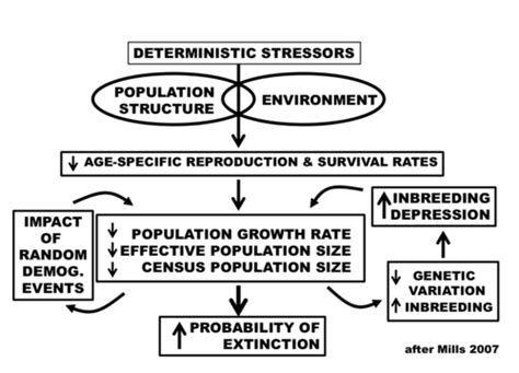 15 Population Viability Analysis Flashcards Quizlet