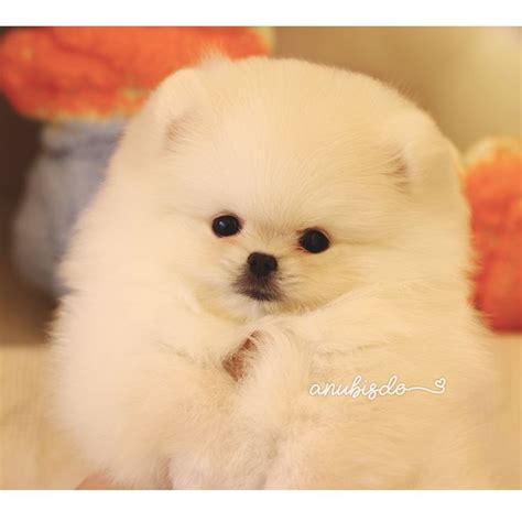 찻잔 흰색 장난감 포메라니안