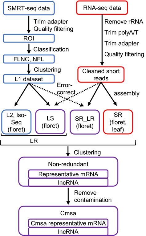 Flow Of Dataset Preparation And Analysis Smrt Seq Raw Reads Were Download Scientific Diagram