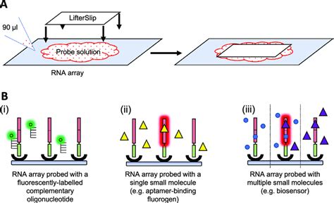 A Schematic Of Probing Of Rna Arrays Post Rna Array Production A The