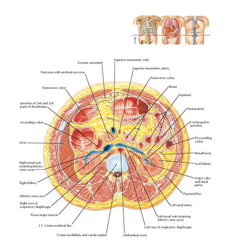 Cross Section At L1 2 Intervertebral Disc Anatomy Pediagenosis