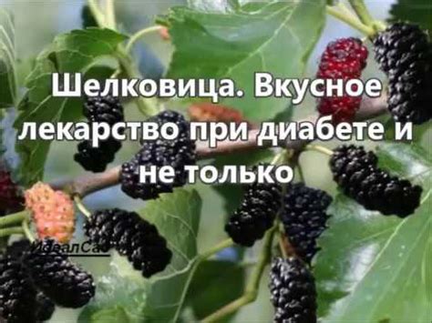 Шелковица Вкусное лекарство при диабете и не только - YouTube