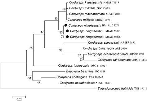 maximum likelihood phylogram inferred from partial its sequence data