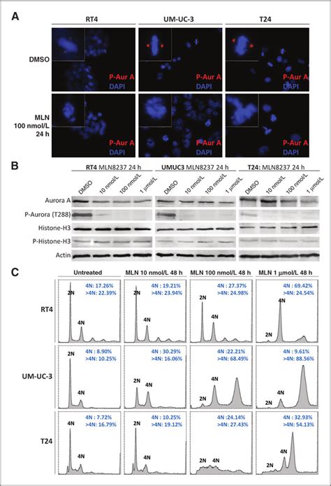 Mln8237 Mln Induces Cell Cycle Arrest And Aneuploidy Of Bladder Download Scientific Diagram