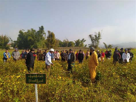 မိုင်းခတ်မြို့နယ် ပင်း‌ကွေကျေးရွာတွင် ဆီထွက်သီးနှံနေကြာစိုက်ခင်းကွင်းသရုပ်ပြပွဲ ပြုလုပ်ဆောင်ရွက