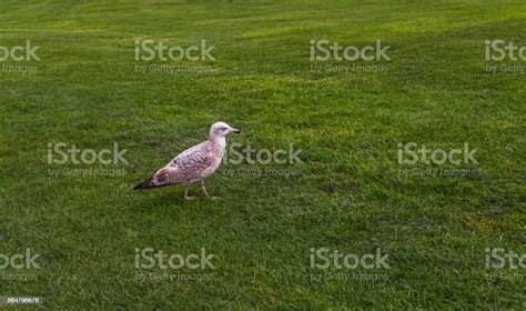 무성 한 녹색 잔디 새가 아름 다운 해변을 따라 산책 하는 갈매기 0명에 대한 스톡 사진 및 기타 이미지 0명 갈매기 걷기 Istock