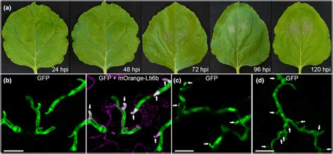 Phytophthora Kernoviae Infection Progression In Model Host Nicotiana Download Scientific