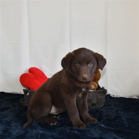 Lassie Labrador Retriever And Australian Shepherd Hybrid Puppy For