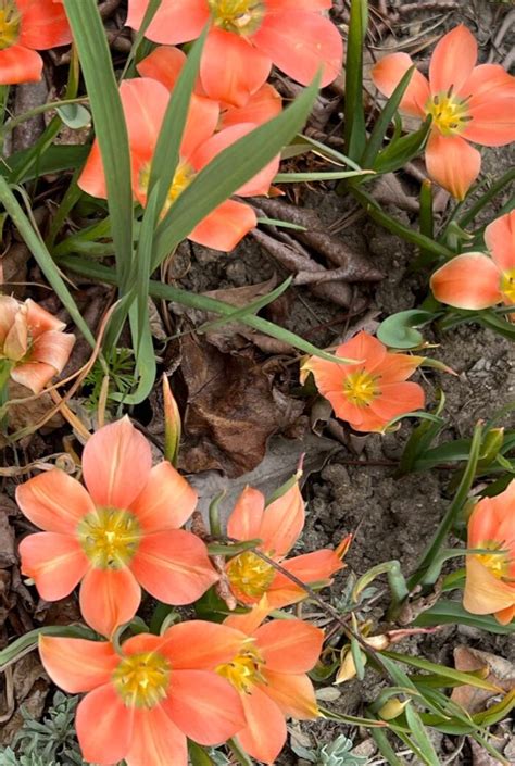 Time To Be Buying Bulbs Fine Gardening