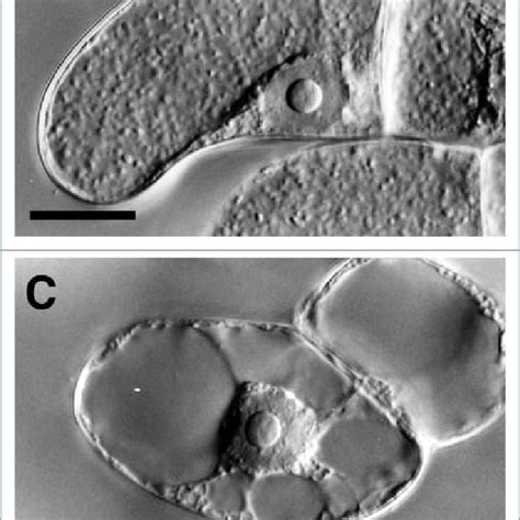 Effect Of Concanamycin On Vacuolar Ph Download Scientific Diagram