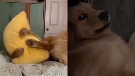 Cachorro Se Distrai Em Cama Se Dá Mal E Fica Envergonhado Assista