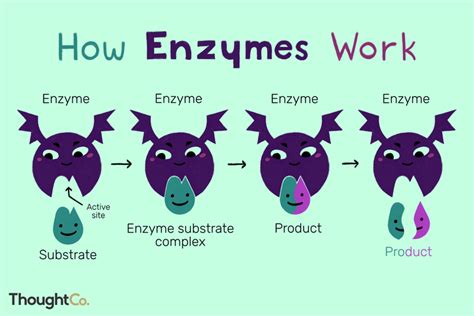 Structure And Function Of An Enzyme