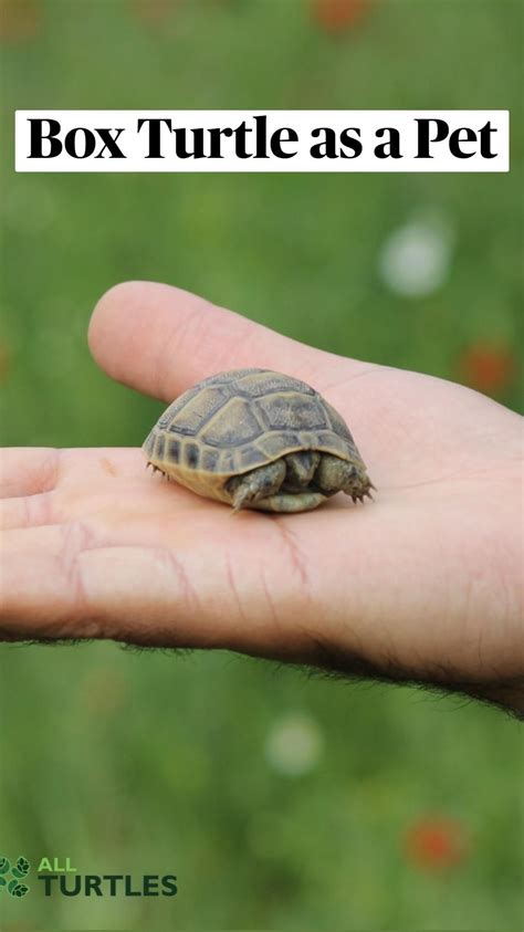 Box Turtle Species 15 Different Types Artofit