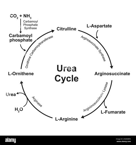 Nitrogen Cycle By Dgreenwood64 Teaching Resources Tes