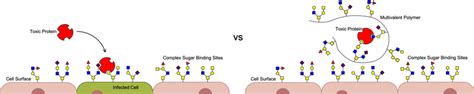 Multivalent Polymers Have Shown Promise As Inhibitors For Toxic Lectins