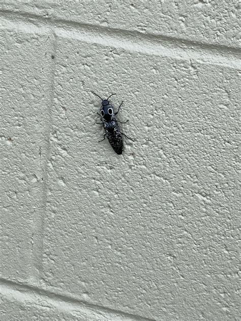 Whats This Bug And Should I Execute It Or Not Riverhead Ny Approx 2 2