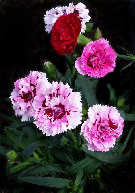 1 000 무료 카네이션 And 꽃 이미지 Pixabay