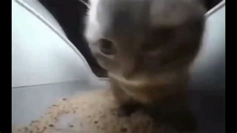 Chipi Chipi Chapa Chapa Cat Dj Dance Sound Youtube Music