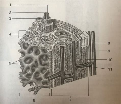 Osseous Tissue And Bone Structure Flashcards Quizlet