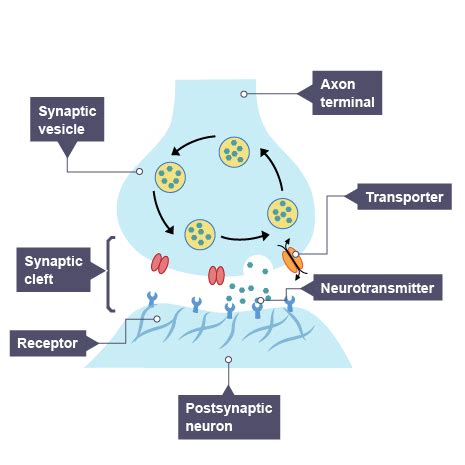 Synapse Between Two Neurons